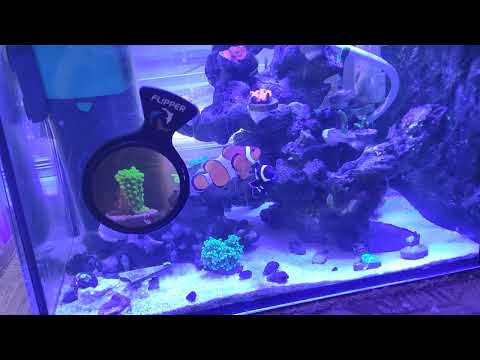 NEW SPS CORALS MONTIPORA RECOVERING. IS WATER CHEMISTRY AND AMINO ACIDS THE SECRET? LIGHTS OR FLOW