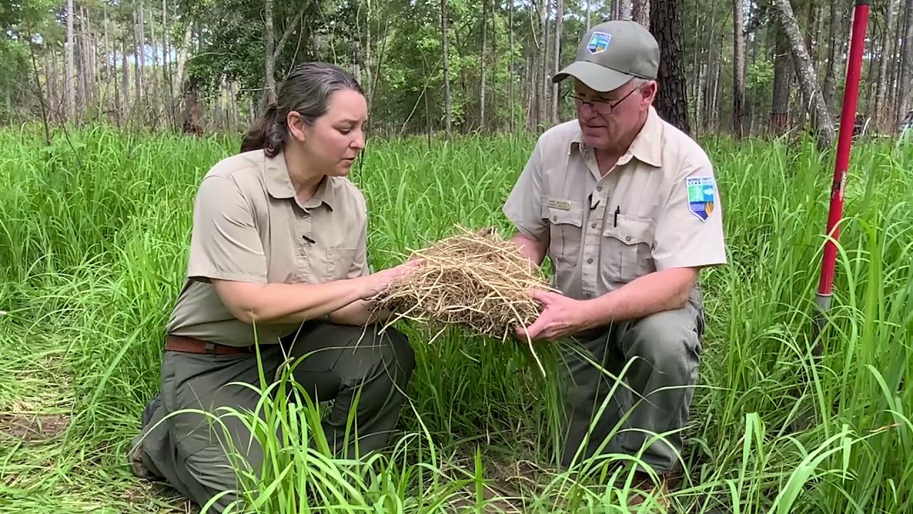 Cogongrass: Identifying one of the most Invasive Plant Species