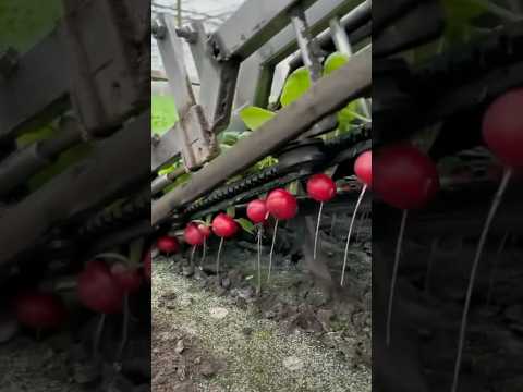 Amazing Fastest Sugar Beets Harvester @HappyFarm85 #satisfying #shorts