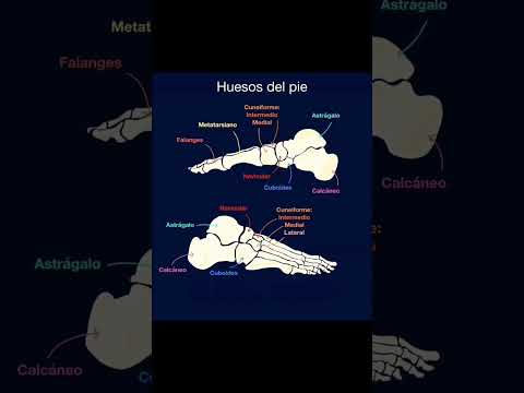 x ray foot AP LT and oblique view