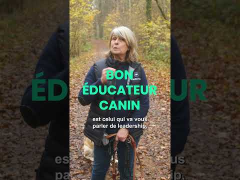 C’est quoi un bon éducateur canin ? ✅ 🐕 FORMATION ACACED #educationcanine #chien #chiens
