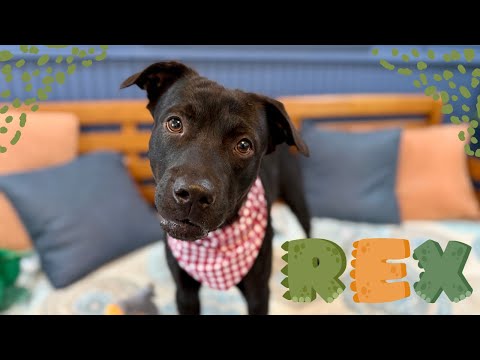 Dog for adoption - Rex the goofy good boy, a Black Labrador Retriever ...