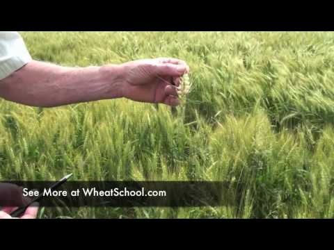 Wheat School: Identifying Fusarium in the Field - Patrick Lynch