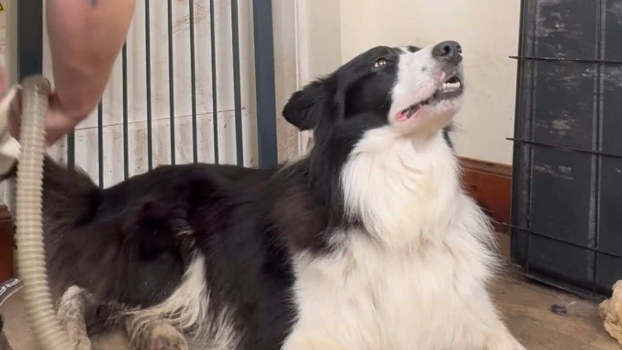 Grooming the worlds dirtiest border collie 