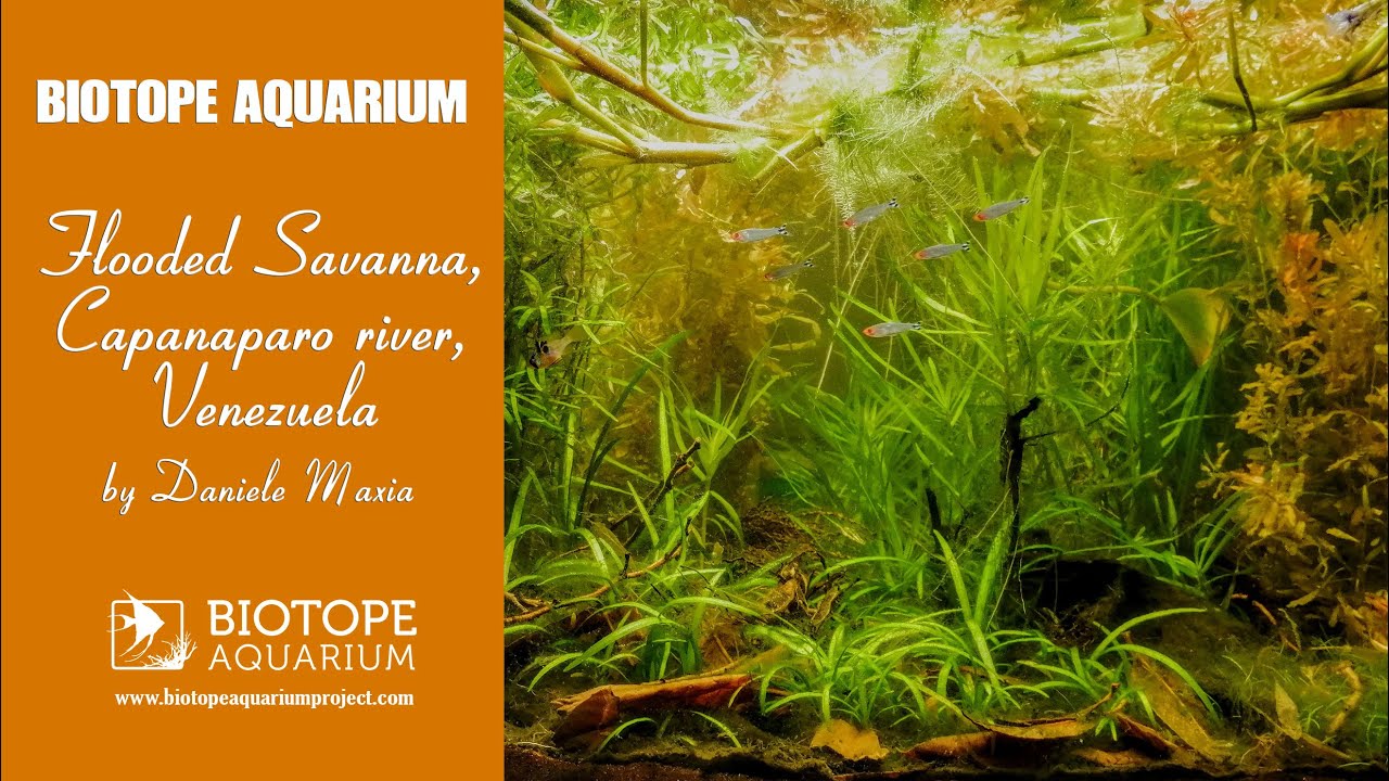 Flooded Savanna, Capanaparo river, Venezuela – BAP