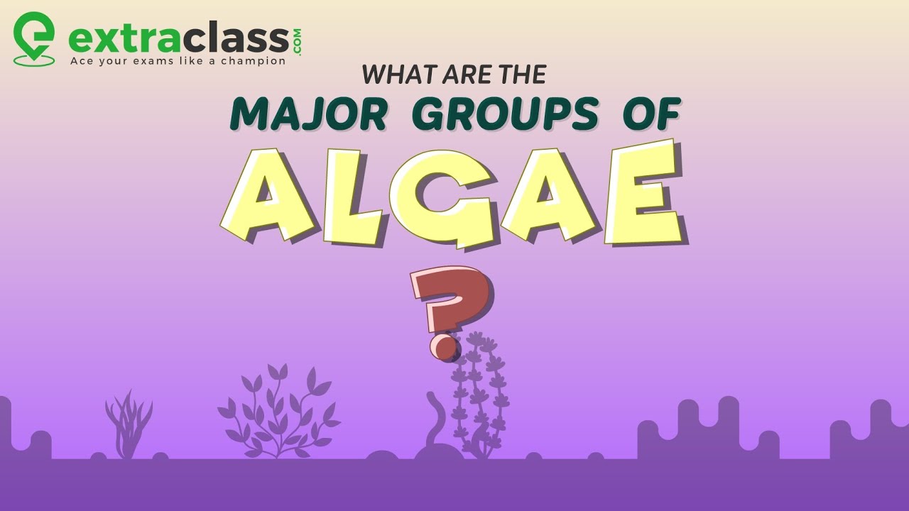 What are the major groups of algae? | Biology | Extraclass.com