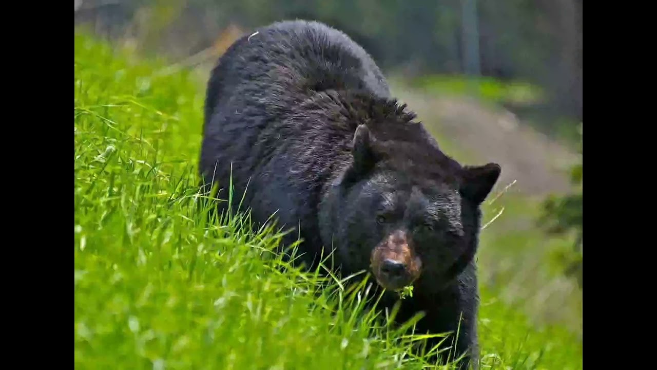 Black Bear Roar / Black Bear Sounds
