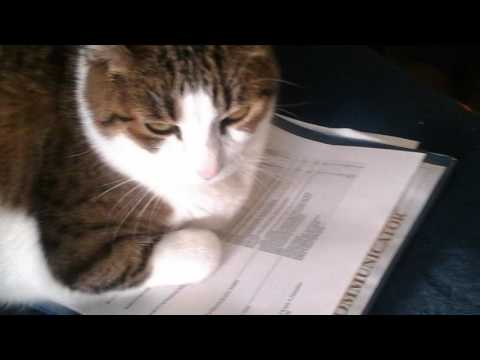 My pet cat is laying on top of my report card