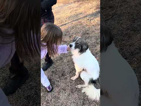 Willow is available for adoption at Operation Paws for Homes