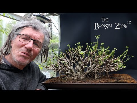 My Dwarf Schefflera, Part 2, The Bonsai Zone, May 2025