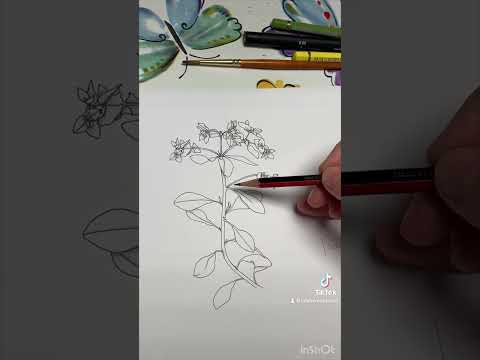 Petty Spurge morphology #wildplants #botany #plants #flowers #art #botanicaldrawing #streetwild