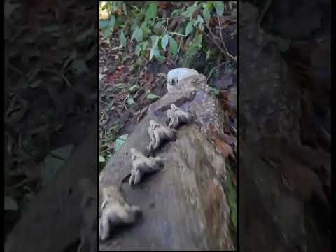 Anaconda Gigante Encontrada em exploração no Brasil #shorts
