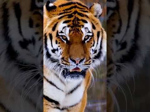 What is Tiger?