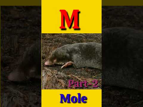 Animals Starting With M - Learn Animal Words That Start With Letters M m Part 2 #viral #shorts #abc