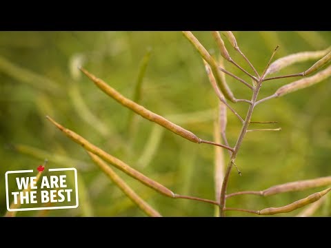 Starbuck canola, a Canadian invention | We Are The Best