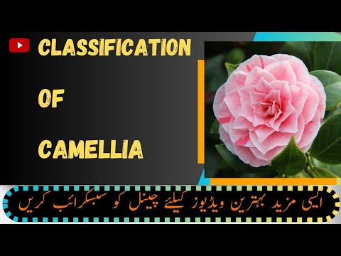 #Classification of Camellia || Scientific name || Camellia sasanqua