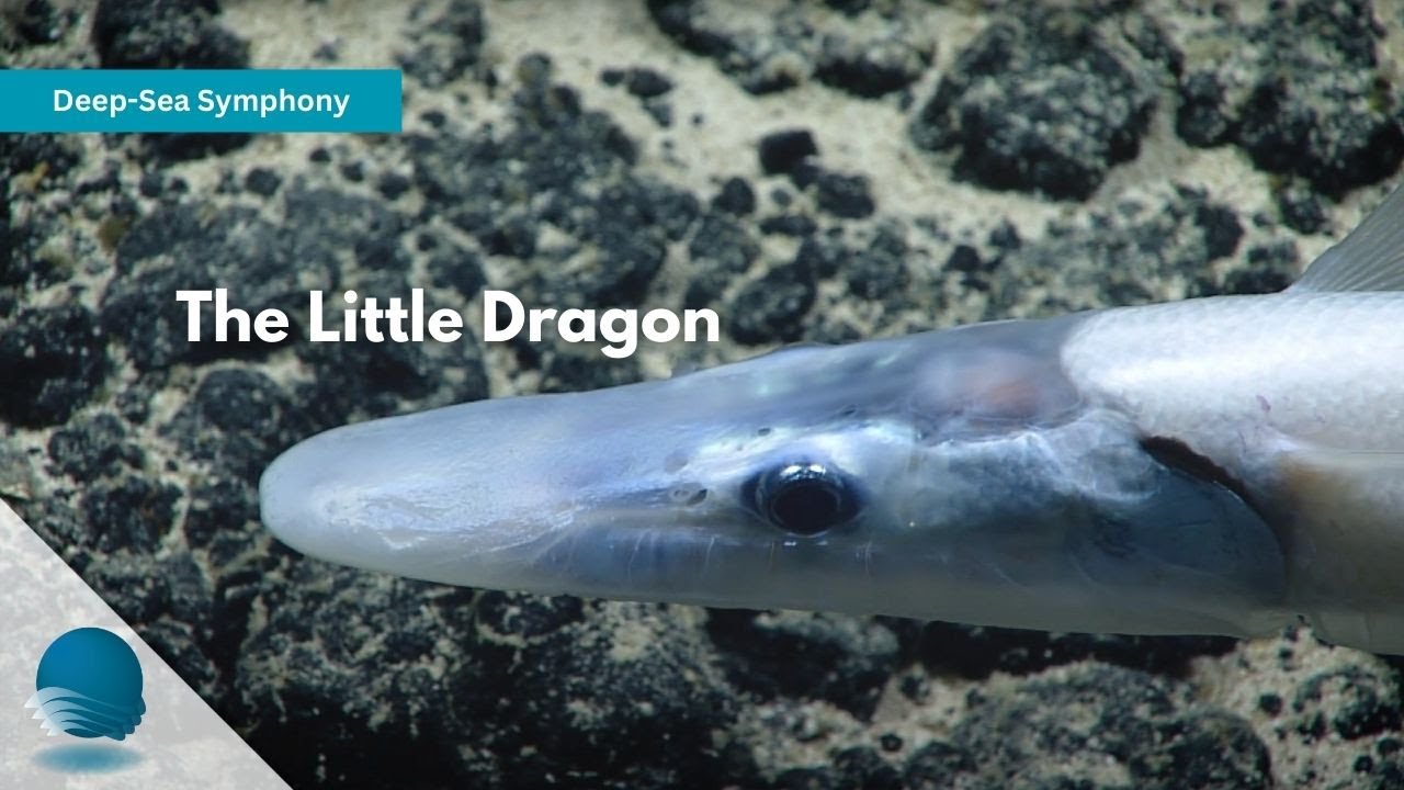 Deep-Sea Symphony: The Little Dragon