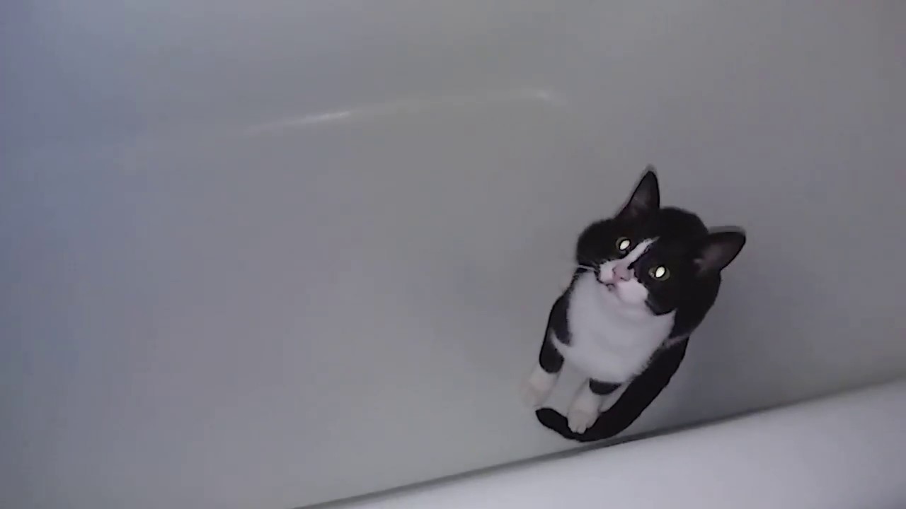 The Derp Cat