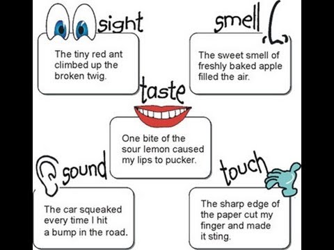Senses