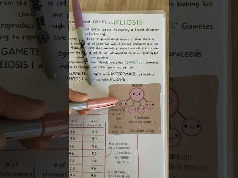 Mitosis vs meiosis | biology