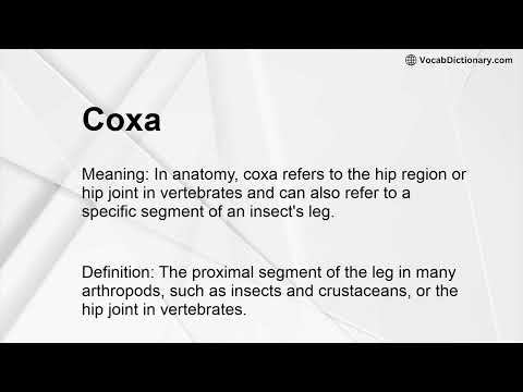 Coxa Meaning