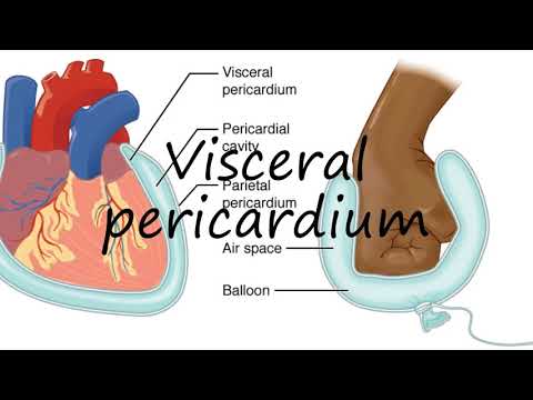 How to Pronounce Visceral pericardium?