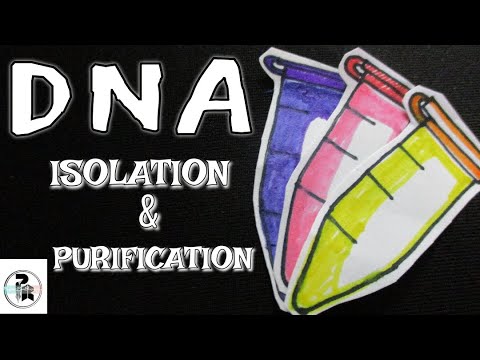 DNA Isolation protocol|DNA extraction @paperpenbiology