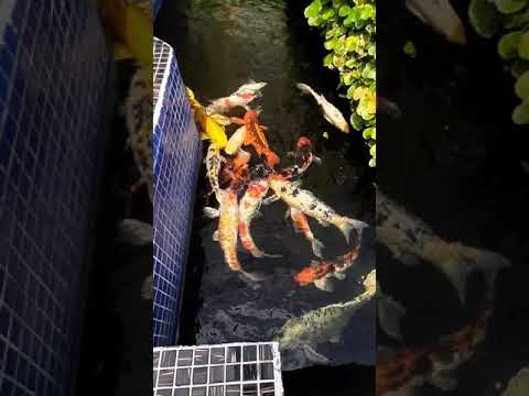 Koi Fish Meaning | TOPPINGS TOPS