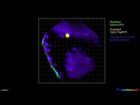Pictures inside a cell: New tool provides greater insight into biological processes