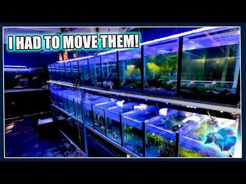 EXPENSIVE FISH ROOM NIGHTMARE! BREEDING FRESHWATER PUFFERS!
