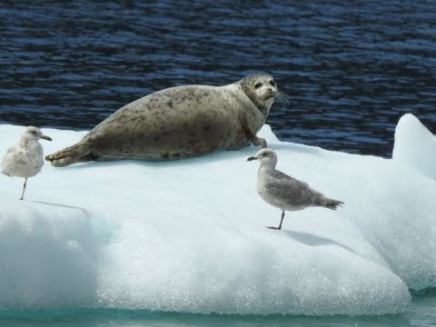 The Ultimate Tracy Arm Fjord Alaska Video: ENJOY!