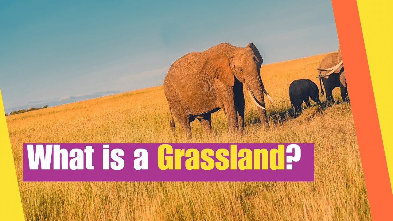 What is a Grassland? | Learn about the Plants and Animals that Live in Grasslands | Lesson Boosters