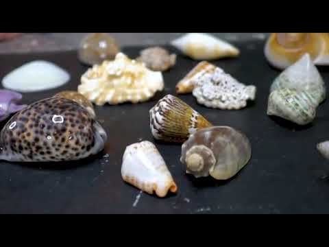 The shape of Seashells