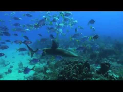 Turks & Caicos Aggressor II liveaboard Turks and Caicos, Dominican ...