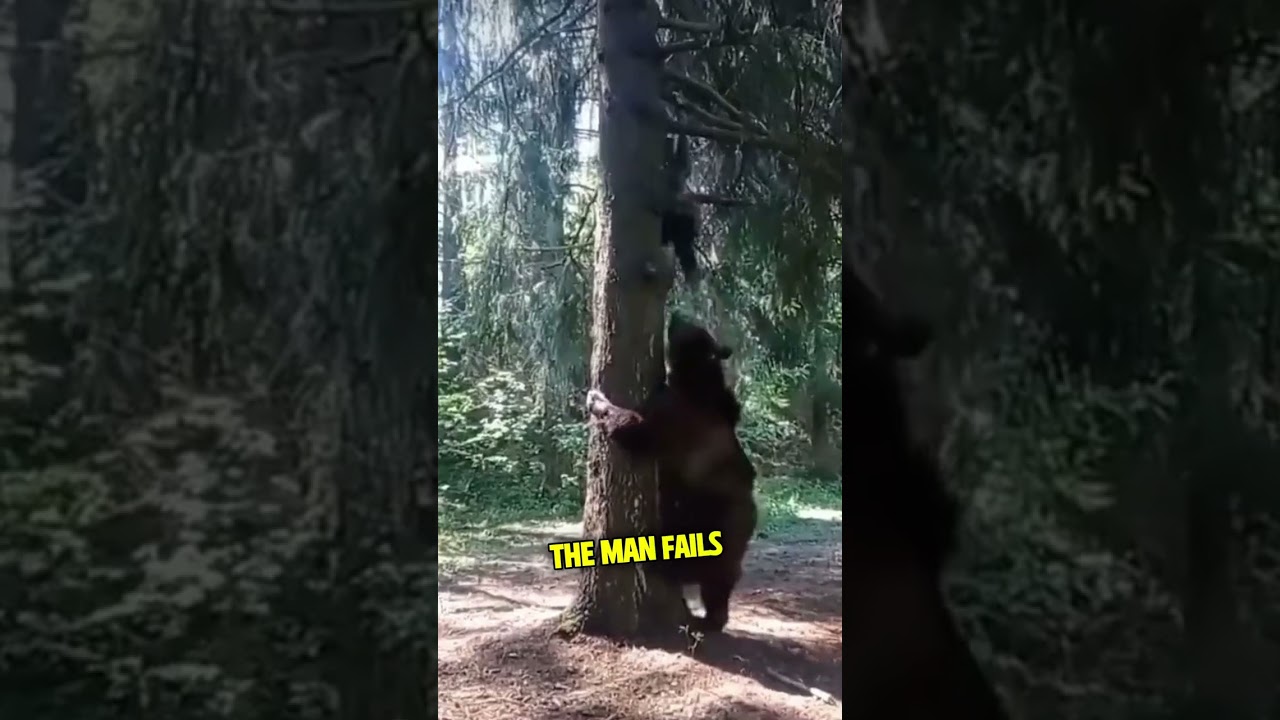 This Bear Climbs a Tree Chasing a Man!