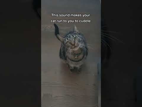 sounds only cats can hear #cats #catvideo