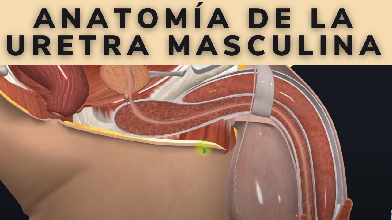 ANATOMÍA DE LA URETRA MASCULINA
