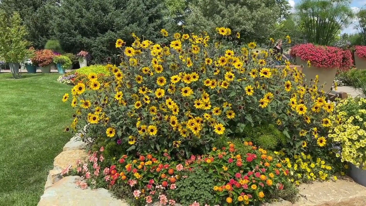 Suncredible Saturn Sunflower