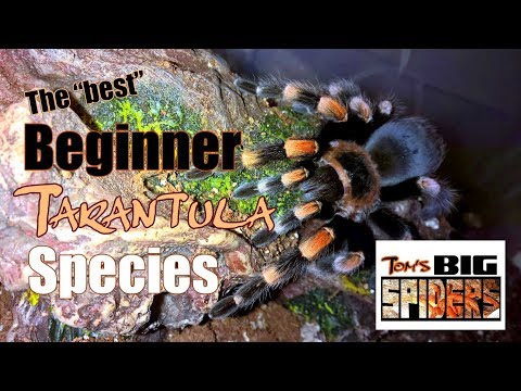 The Best Tarantula Species For Beginners Revisited (Video Version ...