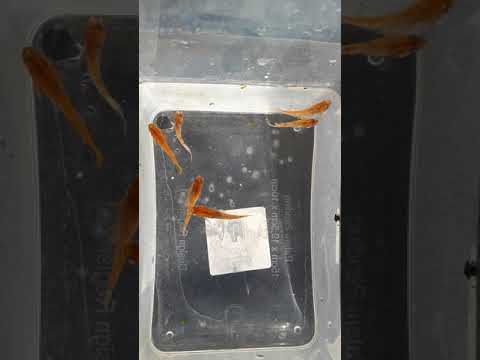 (Video) Medaka „Miyuki tri color lame“ outdoor | medaka projekt メダカプロジェクト