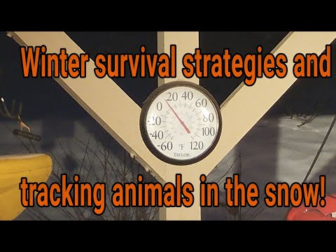 How do organisms survive winter! Some strategies and tracking animals in the snow!