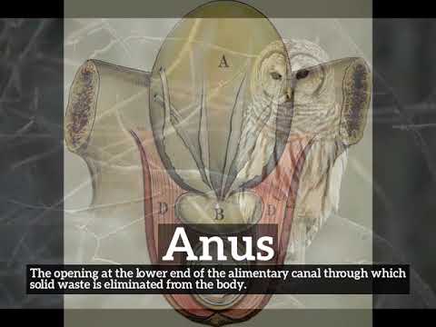 What is Anus? | How to Say Anus in English? | How Does Anus Look?