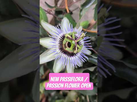 Gorgeous Passiflora / Passion Flower Open #passiflora #passionfruit #passionflower #flowers #garden