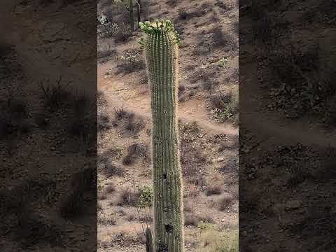 Arizona Saguaro Cactus