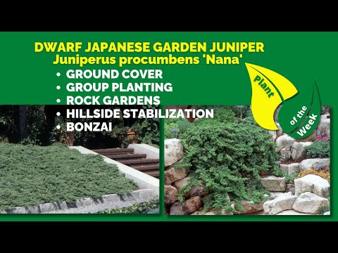 DWARF JAPANESE GARDEN JUNIPER | Juniperus procumbens 'Nana'