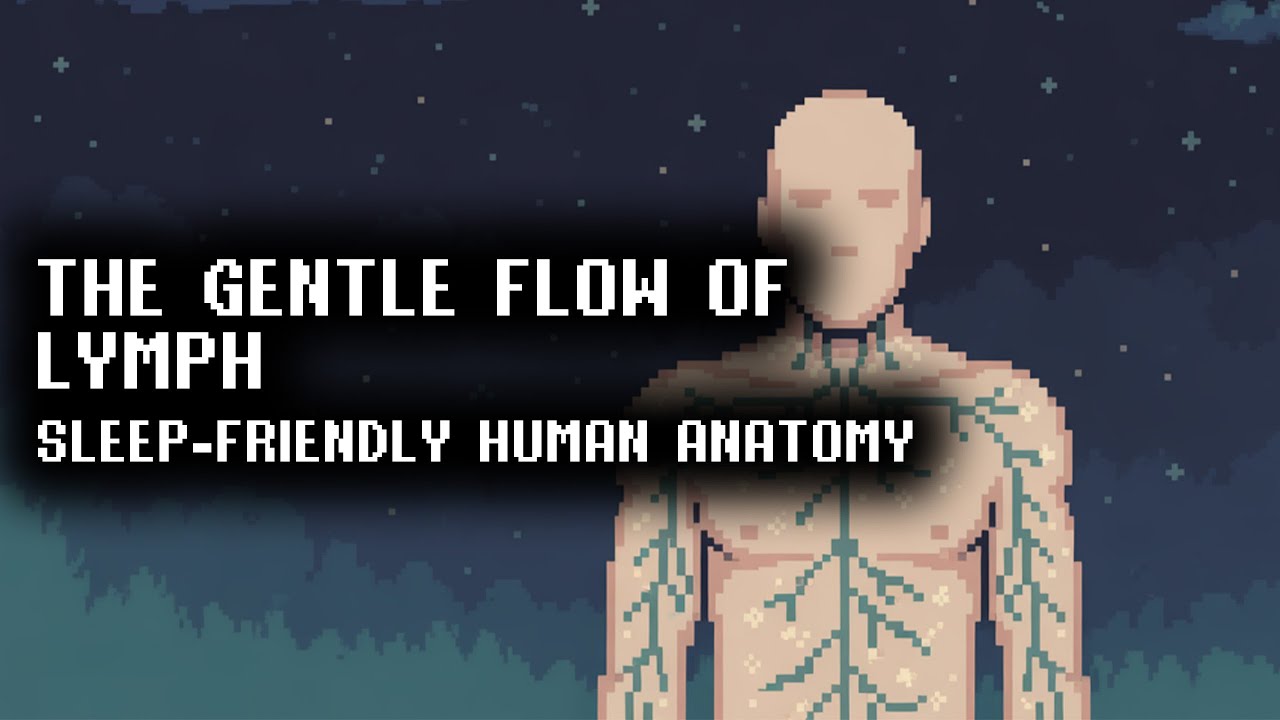The Lymphatic System Explained | 2 Hour Sleep-Friendly Science