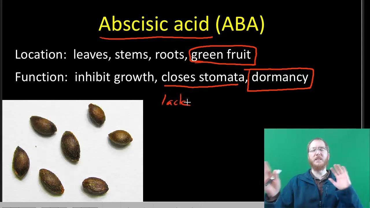 AP Bio: Plants - Part 2