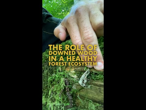 The Role of Downed Wood in a Healthy Forest Ecosystem