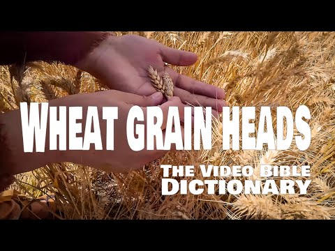 Wheat with heads of Grain - The Video Bible Dictionary
