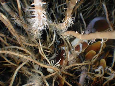 Abyssal plain | Wikipedia audio article
